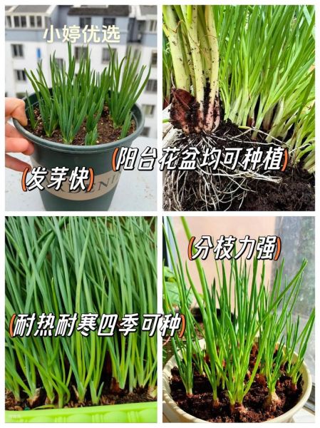 小香葱怎么种_小香葱种植时间和方法-第3张图片-山城妙识 小香葱怎么种_小香葱种植时间和方法-第3张图片-山城妙识