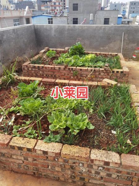 私家菜园怎么建_私家菜园种什么好-第1张图片-山城妙识