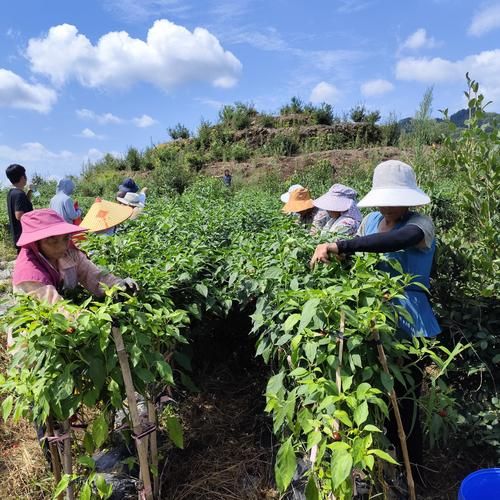 种油茶10亩地年收入_油茶种植利润怎么样-第3张图片-山城妙识