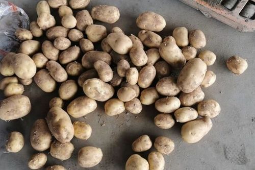 土豆网在线观看视频_土豆网怎么免费看完整版-第2张图片-山城妙识