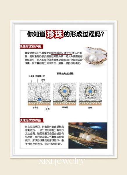 河蚌里有珍珠吗_怎么判断河蚌有珍珠-第1张图片-山城妙识 河蚌里有珍珠吗_怎么判断河蚌有珍珠-第1张图片-山城妙识