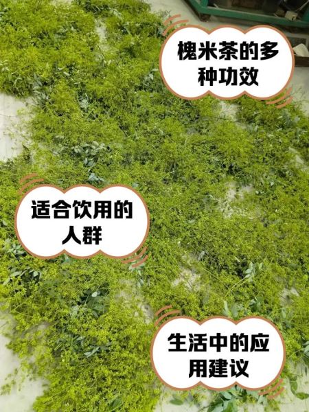 槐米泡水喝有什么好处_槐米泡水禁忌-第3张图片-山城妙识