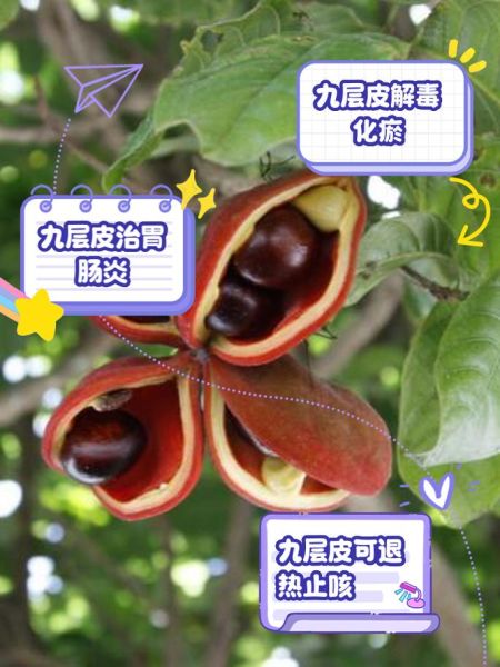 九层皮果怎么吃_九层皮果食用方法图解-第1张图片-山城妙识 九层皮果怎么吃_九层皮果食用方法图解-第1张图片-山城妙识