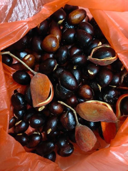 九层皮果怎么吃_九层皮果食用方法图解-第3张图片-山城妙识 九层皮果怎么吃_九层皮果食用方法图解-第3张图片-山城妙识