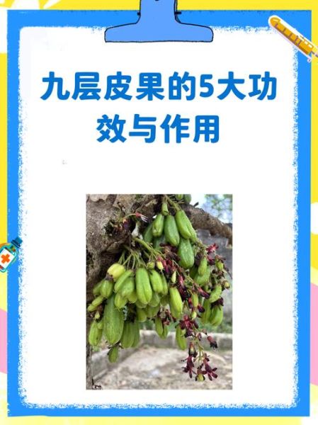 九层皮果怎么吃_九层皮果食用方法图解-第2张图片-山城妙识 九层皮果怎么吃_九层皮果食用方法图解-第2张图片-山城妙识