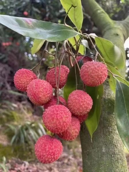 桂味荔枝多少钱一斤_2024最新行情-第1张图片-山城妙识 桂味荔枝多少钱一斤_2024最新行情-第1张图片-山城妙识