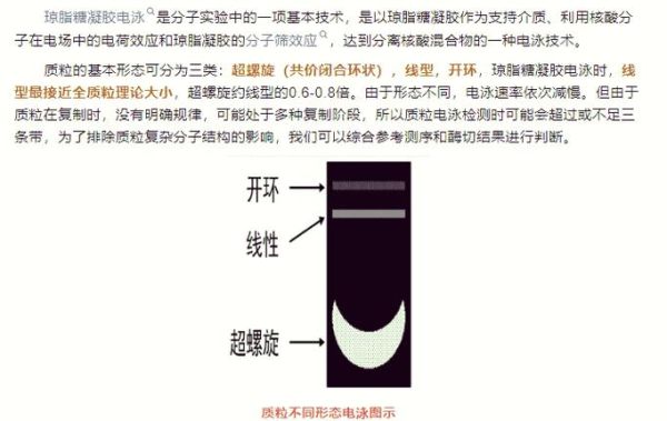 琼脂糖凝胶电泳怎么看结果_条带模糊怎么办-第2张图片-山城妙识 琼脂糖凝胶电泳怎么看结果_条带模糊怎么办-第2张图片-山城妙识