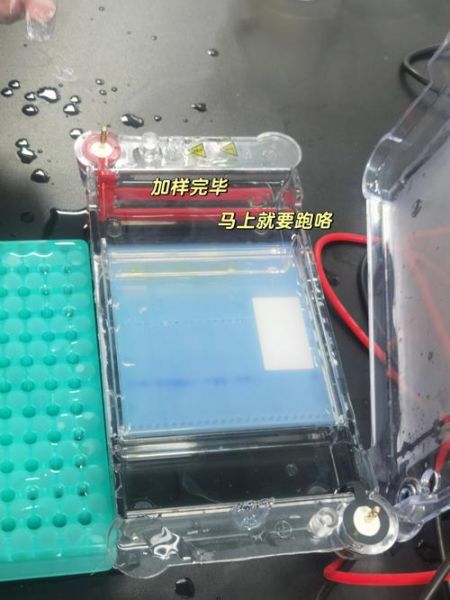 琼脂糖凝胶电泳怎么看结果_条带模糊怎么办-第1张图片-山城妙识 琼脂糖凝胶电泳怎么看结果_条带模糊怎么办-第1张图片-山城妙识