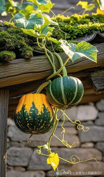 南瓜英语怎么读音_发音技巧与误区-第3张图片-山城妙识