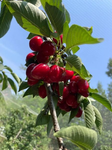 cherry怎么读_cherry发音技巧-第2张图片-山城妙识