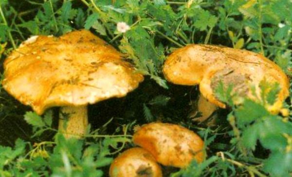 东北野生蘑菇种类大全_哪些蘑菇可以安全采摘-第3张图片-山城妙识