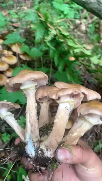 东北野生蘑菇种类大全_哪些蘑菇可以安全采摘-第1张图片-山城妙识
