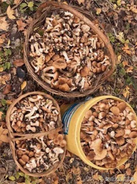 东北野生蘑菇种类大全_哪些蘑菇可以安全采摘-第2张图片-山城妙识