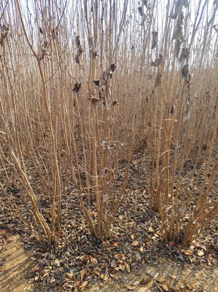 榛子树苗多少钱一棵_适合北方种植的品种-第3张图片-山城妙识 榛子树苗多少钱一棵_适合北方种植的品种-第3张图片-山城妙识