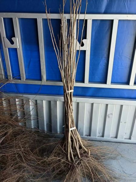 榛子树苗多少钱一棵_适合北方种植的品种-第1张图片-山城妙识 榛子树苗多少钱一棵_适合北方种植的品种-第1张图片-山城妙识