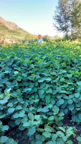 榛子树苗多少钱一棵_适合北方种植的品种-第2张图片-山城妙识 榛子树苗多少钱一棵_适合北方种植的品种-第2张图片-山城妙识