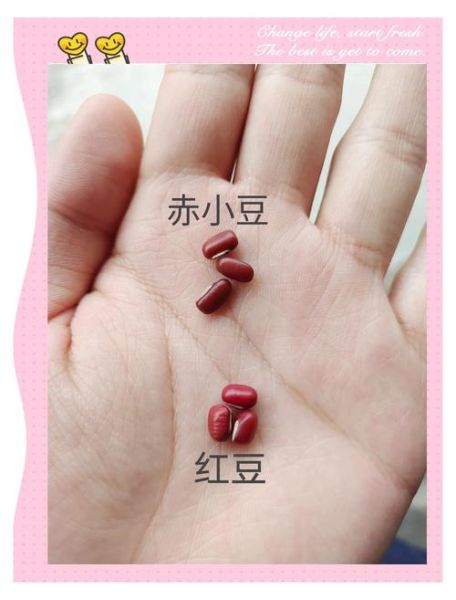 红豆种类图片大全_如何分辨赤小豆与红芸豆-第1张图片-山城妙识 红豆种类图片大全_如何分辨赤小豆与红芸豆-第1张图片-山城妙识