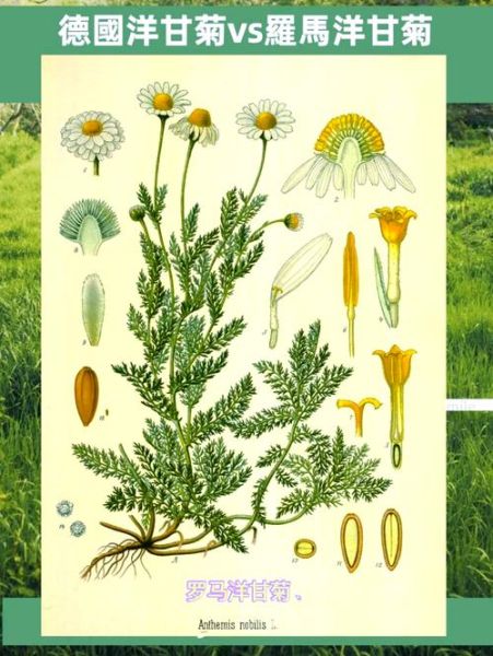 洋甘菊的花语是什么_洋甘菊的寓意有哪些-第1张图片-山城妙识