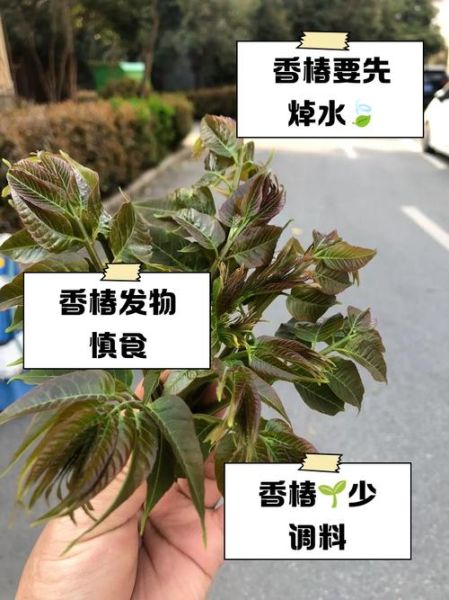 吃香椿中毒怎么办_香椿中毒怎么快速缓解-第1张图片-山城妙识