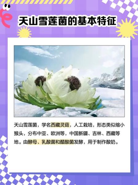 雪莲菌图片真假辨别_雪莲菌功效与作用-第2张图片-山城妙识