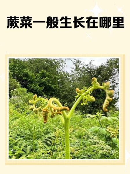 蕨菜长什么样子_蕨菜图片特征详解-第1张图片-山城妙识