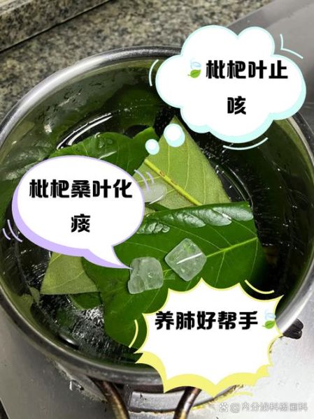 新鲜枇杷叶煮水有毒吗_枇杷叶怎么煮才安全-第2张图片-山城妙识