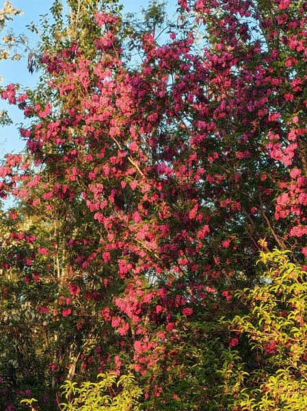 紫槐树花期多久_紫槐树耐寒多少度-第3张图片-山城妙识 紫槐树花期多久_紫槐树耐寒多少度-第3张图片-山城妙识