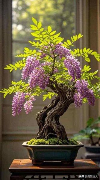 紫槐树花期多久_紫槐树耐寒多少度-第2张图片-山城妙识 紫槐树花期多久_紫槐树耐寒多少度-第2张图片-山城妙识