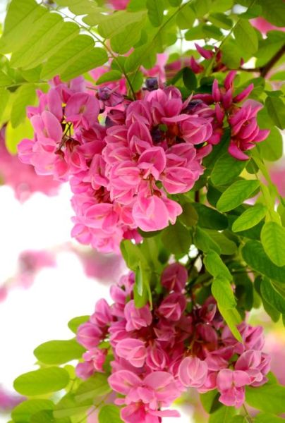 紫槐树花期多久_紫槐树耐寒多少度-第1张图片-山城妙识 紫槐树花期多久_紫槐树耐寒多少度-第1张图片-山城妙识