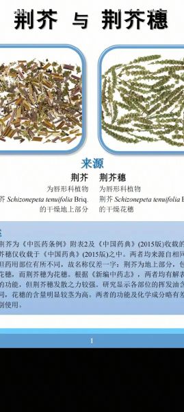 荆芥的功效与作用有哪些_荆芥怎么吃效果最好-第1张图片-山城妙识 荆芥的功效与作用有哪些_荆芥怎么吃效果最好-第1张图片-山城妙识