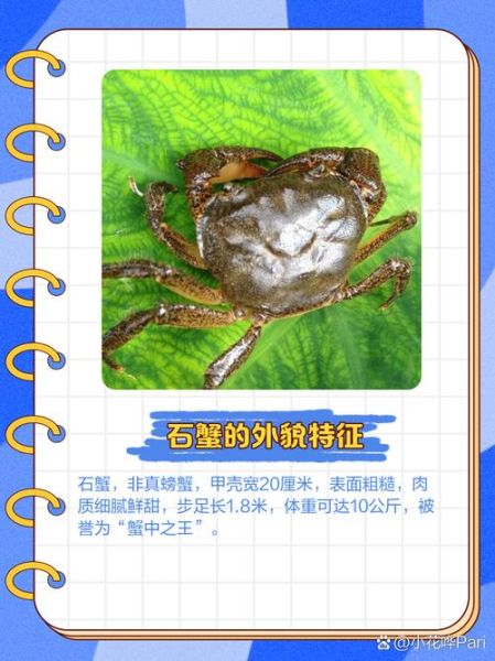 石蟹为什么那么便宜_石蟹和梭子蟹价格差在哪-第3张图片-山城妙识