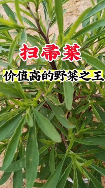 扫帚菜的功效与作用_扫帚菜怎么吃最养生-第2张图片-山城妙识