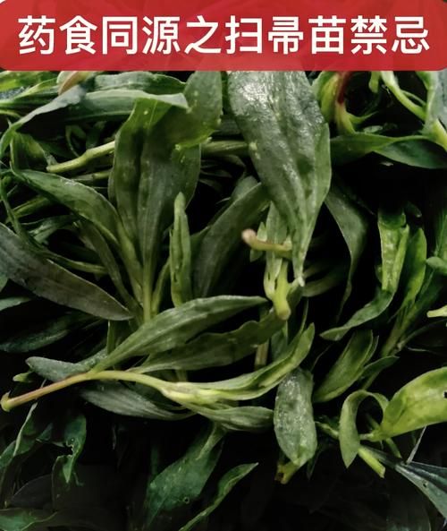 扫帚菜的功效与作用_扫帚菜怎么吃最养生-第3张图片-山城妙识