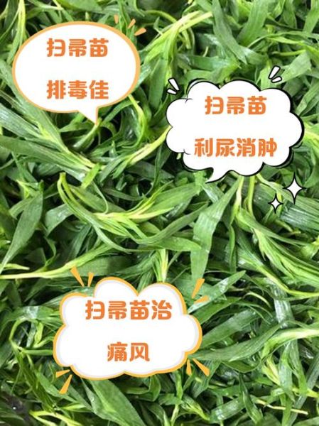 扫帚菜的功效与作用_扫帚菜怎么吃最养生-第1张图片-山城妙识