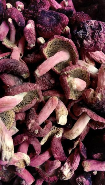 红蘑菇为什么叫鸡血蘑菇_红蘑菇和鸡血蘑菇区别-第3张图片-山城妙识 红蘑菇为什么叫鸡血蘑菇_红蘑菇和鸡血蘑菇区别-第3张图片-山城妙识