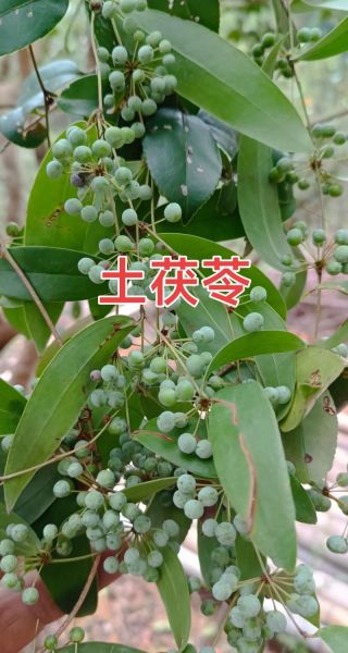 土茯苓的功效与作用_土茯苓能治痛风吗-第2张图片-山城妙识