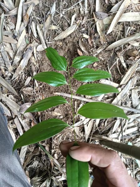 土茯苓的功效与作用_土茯苓能治痛风吗-第3张图片-山城妙识