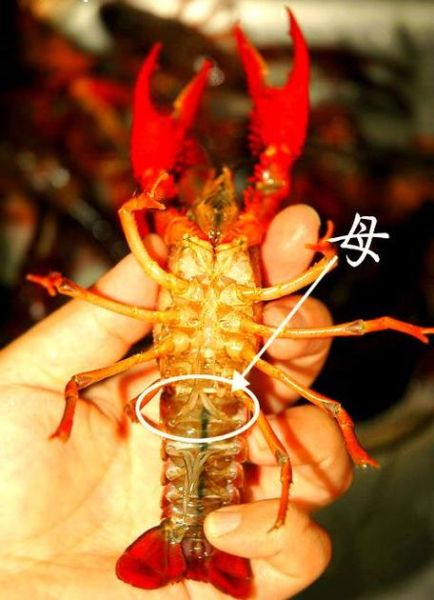 大龙虾图片_如何辨别真假-第1张图片-山城妙识 大龙虾图片_如何辨别真假-第1张图片-山城妙识