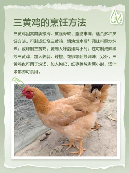 三黄鸡的营养价值_三黄鸡适合什么人吃-第3张图片-山城妙识 三黄鸡的营养价值_三黄鸡适合什么人吃-第3张图片-山城妙识