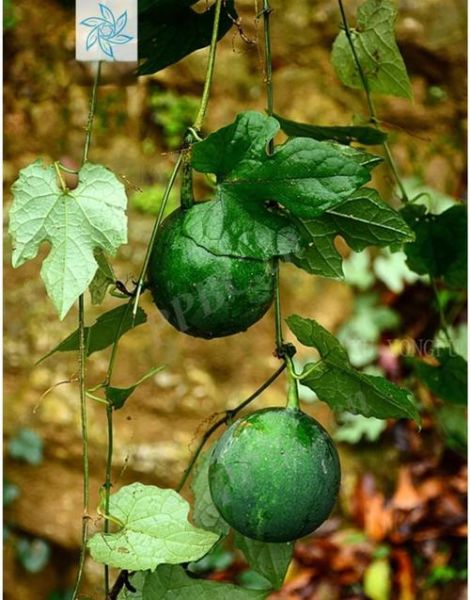 瓜蒌的副作用伤肝吗_如何避免瓜蒌伤肝-第3张图片-山城妙识 瓜蒌的副作用伤肝吗_如何避免瓜蒌伤肝-第3张图片-山城妙识