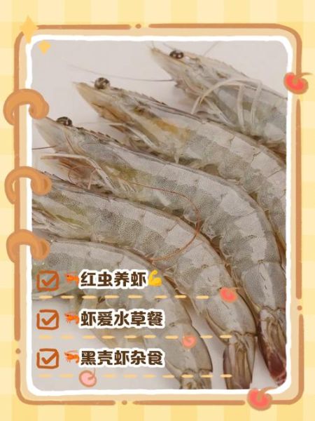 虾吃什么食物_虾吃什么长得快-第2张图片-山城妙识