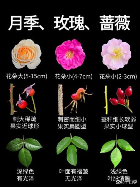月季花图片大全大图_月季花品种怎么区分-第1张图片-山城妙识 月季花图片大全大图_月季花品种怎么区分-第1张图片-山城妙识