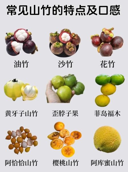 山竹产地有哪些地方_哪里的山竹最好吃-第1张图片-山城妙识 山竹产地有哪些地方_哪里的山竹最好吃-第1张图片-山城妙识