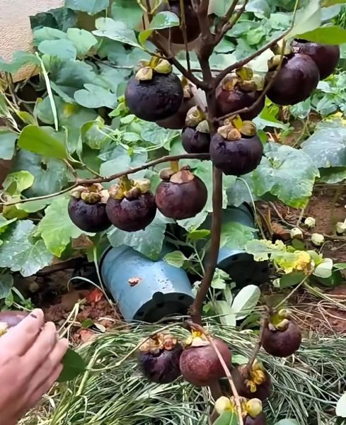 山竹产地有哪些地方_哪里的山竹最好吃-第2张图片-山城妙识 山竹产地有哪些地方_哪里的山竹最好吃-第2张图片-山城妙识