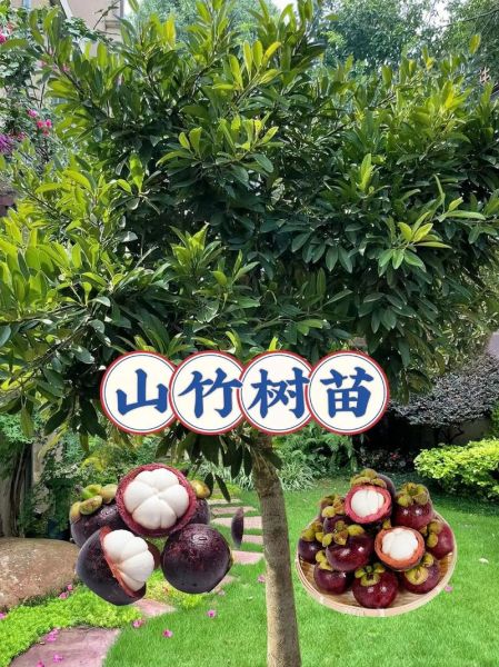 山竹产地有哪些地方_哪里的山竹最好吃-第3张图片-山城妙识 山竹产地有哪些地方_哪里的山竹最好吃-第3张图片-山城妙识