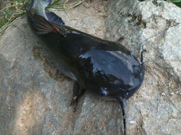 二根胡须的鲶鱼叫什么_常见品种与特征-第1张图片-山城妙识 二根胡须的鲶鱼叫什么_常见品种与特征-第1张图片-山城妙识