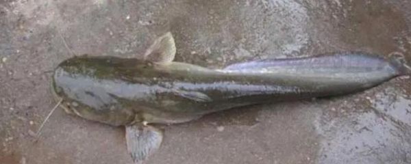 二根胡须的鲶鱼叫什么_常见品种与特征-第2张图片-山城妙识 二根胡须的鲶鱼叫什么_常见品种与特征-第2张图片-山城妙识