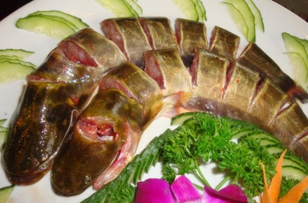 二根胡须的鲶鱼叫什么_常见品种与特征-第3张图片-山城妙识 二根胡须的鲶鱼叫什么_常见品种与特征-第3张图片-山城妙识