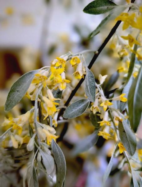 沙枣花图片_沙枣花长什么样-第1张图片-山城妙识 沙枣花图片_沙枣花长什么样-第1张图片-山城妙识