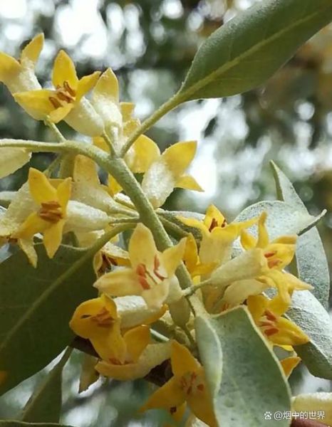 沙枣花图片_沙枣花长什么样-第3张图片-山城妙识 沙枣花图片_沙枣花长什么样-第3张图片-山城妙识